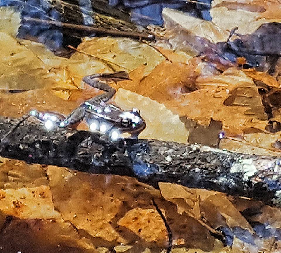 Vernal Pools & the ecosystem – Friends of American Legion and Peoples ...