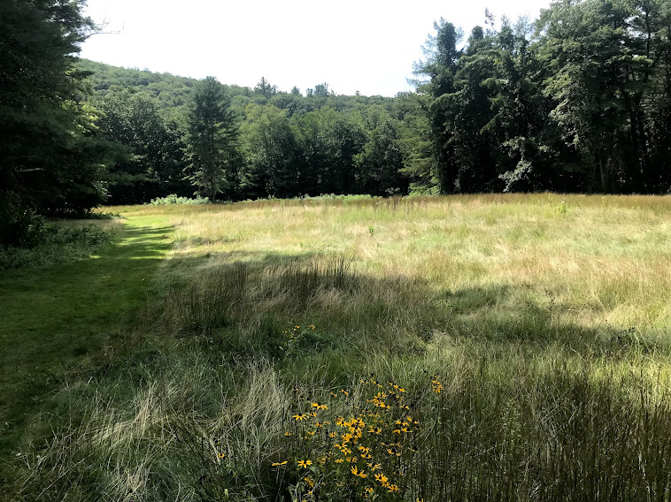 Our Meadows - Friends of American Legion and Peoples State Forests