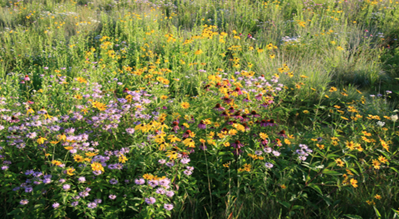 Our Meadows – Friends of American Legion and Peoples State Forests