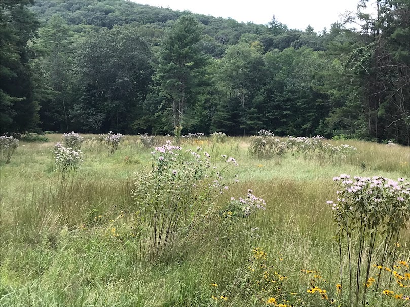 Our Meadows – Friends of American Legion and Peoples State Forests
